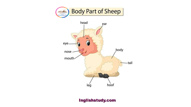 Body parts of Animals and Birds - Learn English with Inglishstudy
